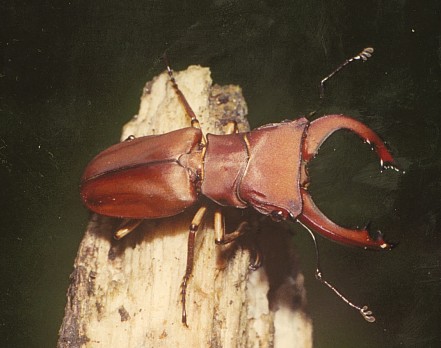 Cyclommatus pulchellus - Ben's Beetle Breeding Pages