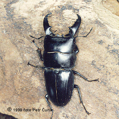 Dorcus titanus sika - Ben's Beetle Breeding Pages