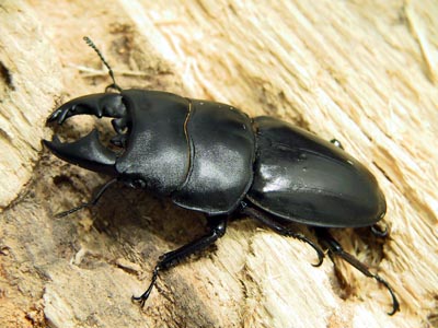 Dorcus alcides - Ben's Beetle Breeding Pages