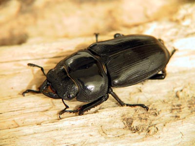 Dorcus curvidens - Alchetron, The Free Social Encyclopedia