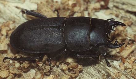 Dorcus parallelopipedus from Europe - Ben's Beetle Breeding Pages