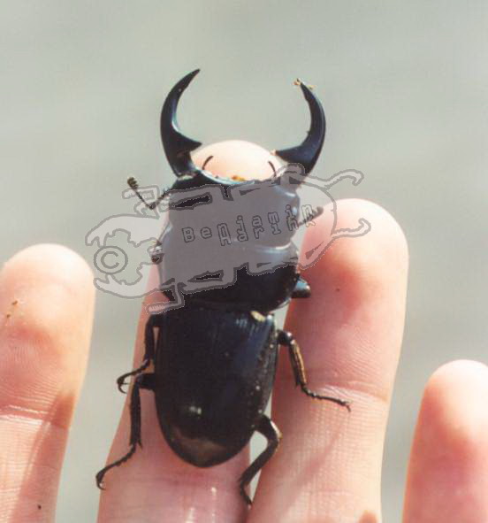 Dorcus parryi volescens - Ben's Beetle Breeding Pages