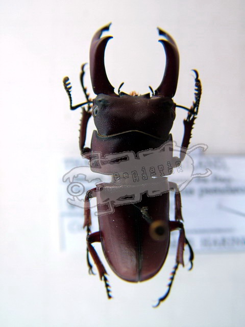 Dorcus pseudaxis - Ben's Beetle Breeding Pages