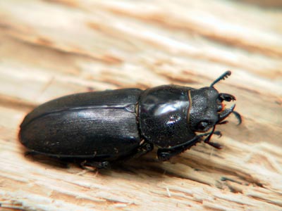 Dorcus rectus - Ben's Beetle Breeding Pages