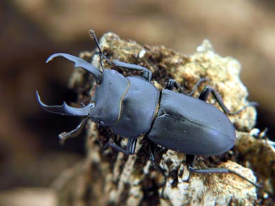 Dorcus rectus - Ben's Beetle Breeding Pages