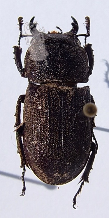 Dorcus rugosus - Ben's Beetle Breeding Pages