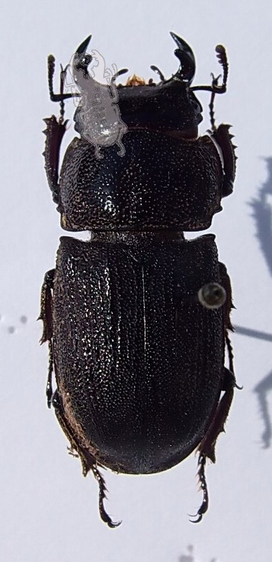 Dorcus rugosus - Ben's Beetle Breeding Pages