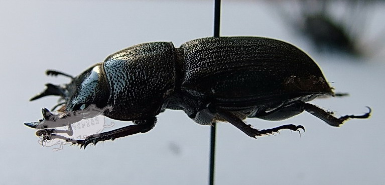 Dorcus rugosus - Ben's Beetle Breeding Pages