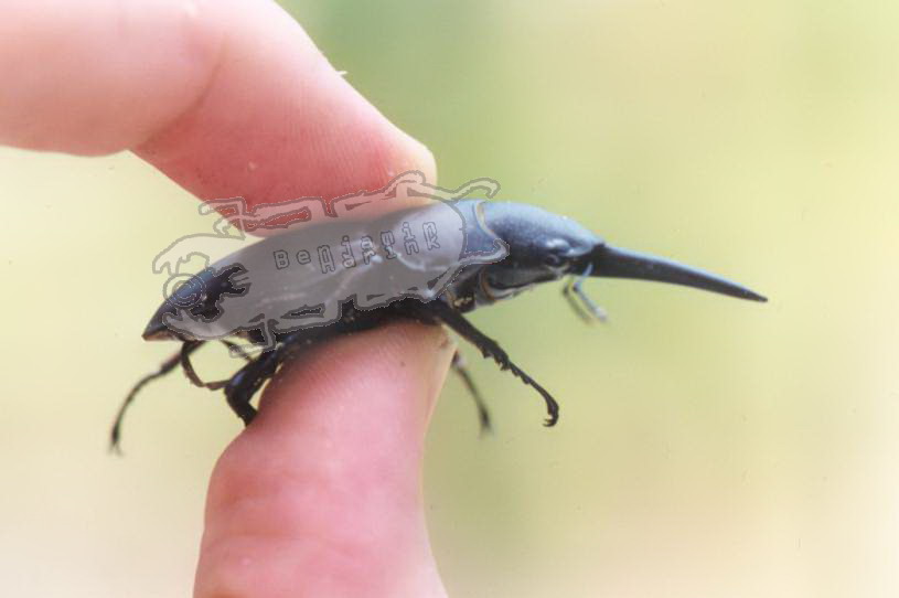 Dorcus taurus taurus - Ben's Beetle Breeding Pages