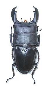 Dorcus titanus titanus - Ben's Beetle Breeding Pages