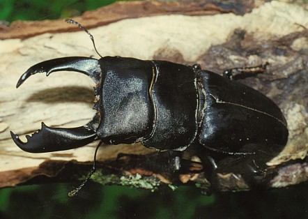 Dorcus titanus titanus - Ben's Beetle Breeding Pages