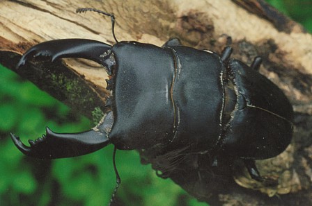 Dorcus titanus titanus - Ben's Beetle Breeding Pages