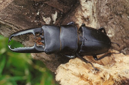 Dorcus titanus castanicolor - Ben's Beetle Breeding Pages