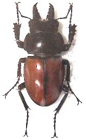 Neolucanus swinhoei - Ben's Beetle Breeding Pages