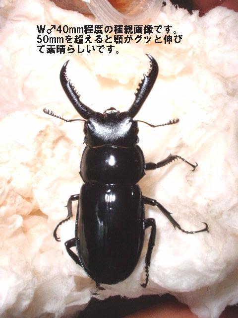 Pseudorhaetus sinicus concolor - Ben's Beetle Breeding Pages