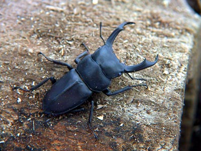 Dorcus rectus - Ben's Beetle Breeding Pages