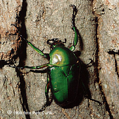 Dicronorrhina micans - Ben's Beetle Breeding Pages