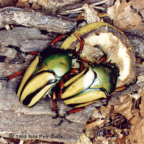 Eudicella gralli gralli - Ben's Beetle Breeding Pages