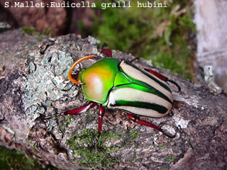 Eudicella gralli hubini - Ben's Beetle Breeding Pages