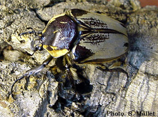 Goliathus cacicus - Ben's Beetle Breeding Pages