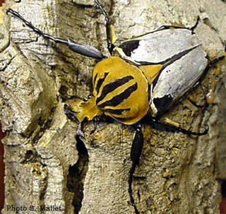 Goliathus cacicus - Ben's Beetle Breeding Pages