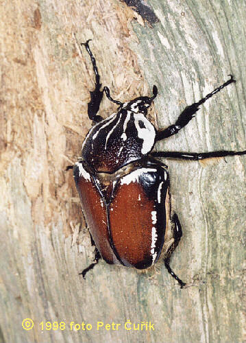 Goliathus goliatus - Ben's Beetle Breeding Pages
