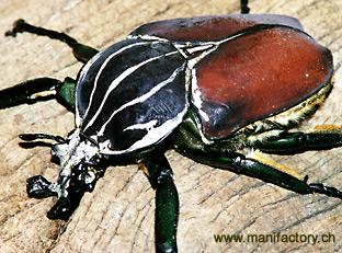 Goliathus goliatus - Ben's Beetle Breeding Pages