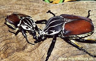 Goliathus goliatus - Ben's Beetle Breeding Pages