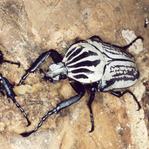 Goliathus meleagris - Ben's Beetle Breeding Pages